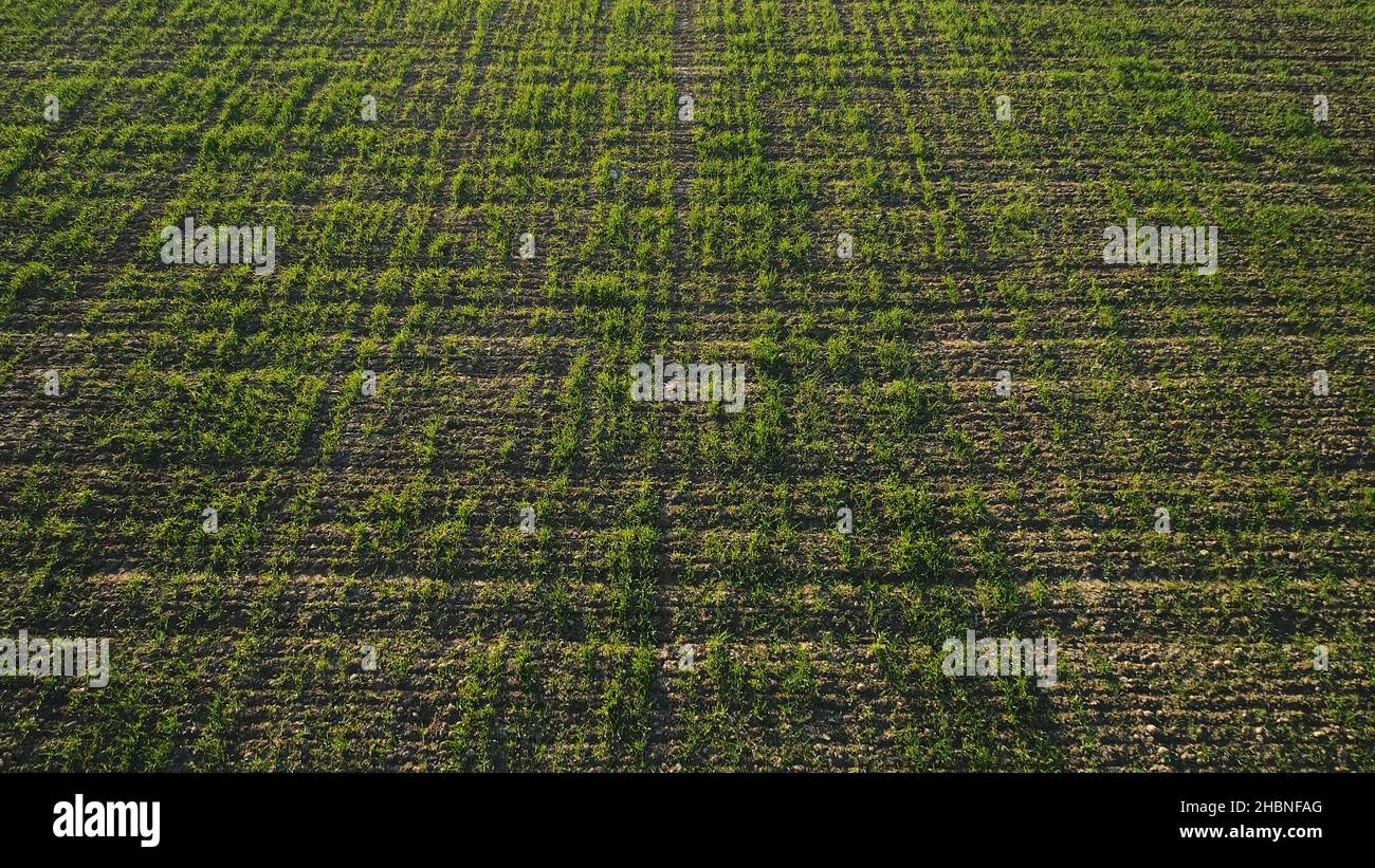 Aerial view of green corn field growing in rows, agriculture concept ...