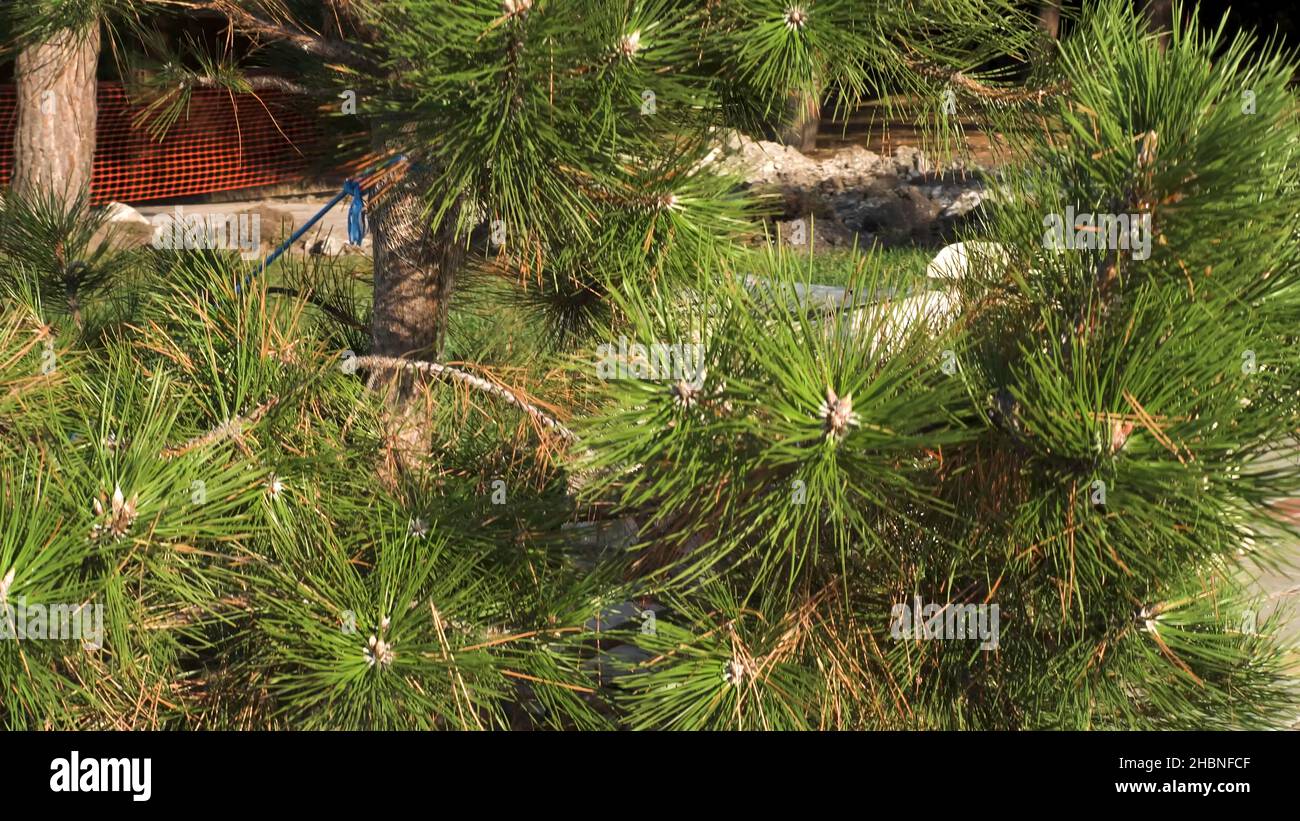 Brightly green prickly branches of a fur tree. Close up of beautiful ...
