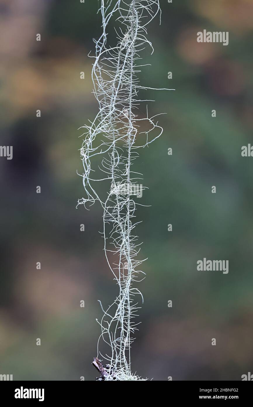 Usnea dasypoga, also called Usnea filipendula, commonly known as ...