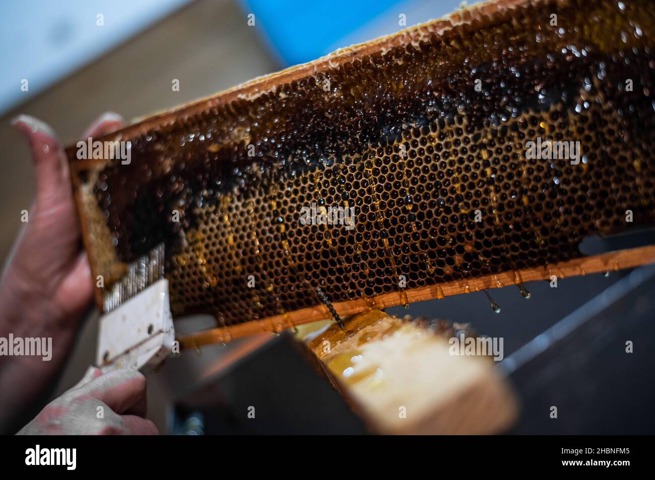 Beekeeper removes excess beeswax with the scraper by hand, preparing ...