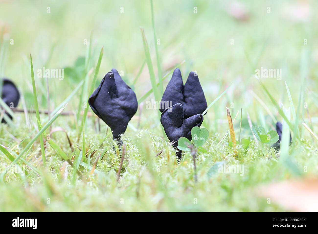 Helvella fallax, previously called Helvella atra, a saddle fungus from ...