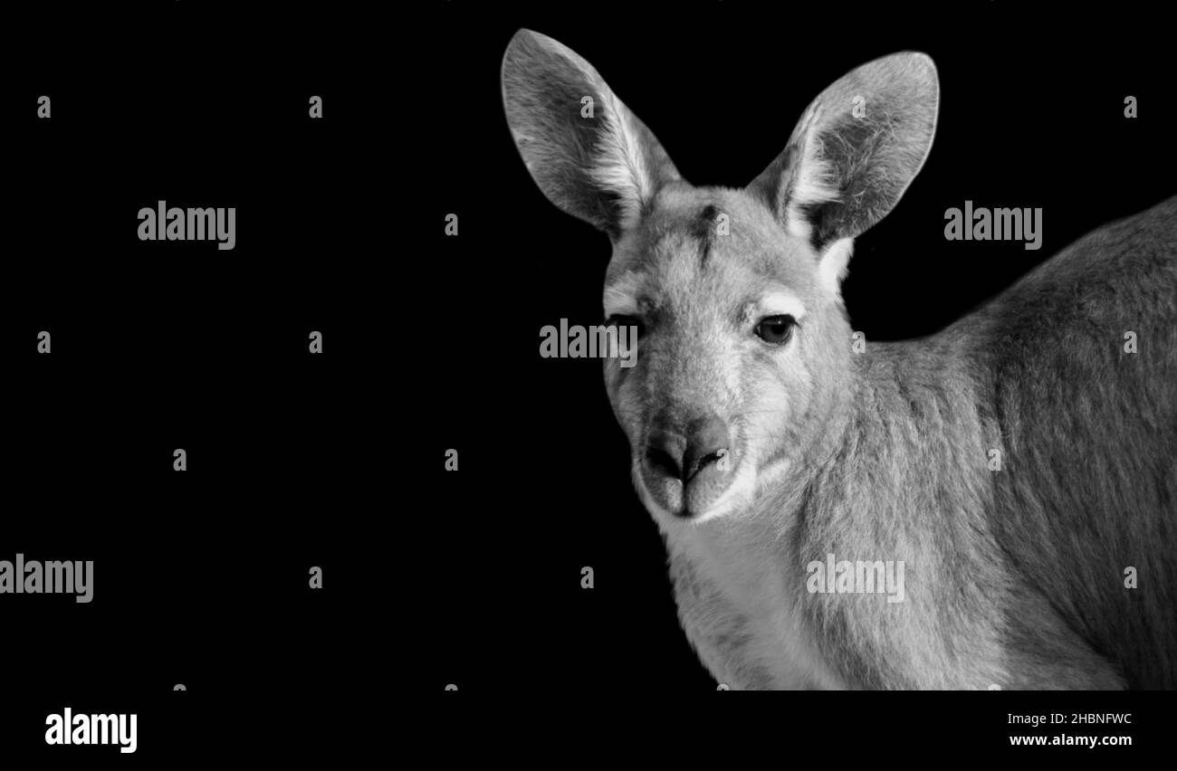 Black And White Kangaroo Portrait In The Black Background Stock Photo ...