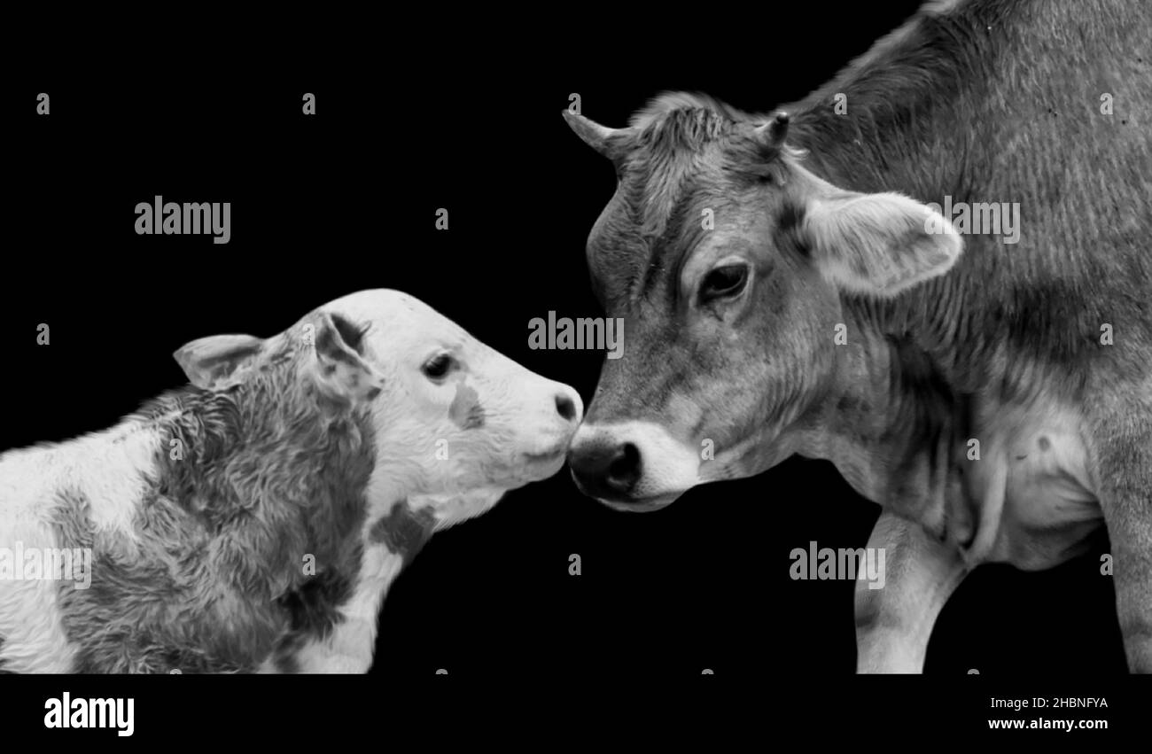 Black calf cow Black and White Stock Photos & Images - Alamy