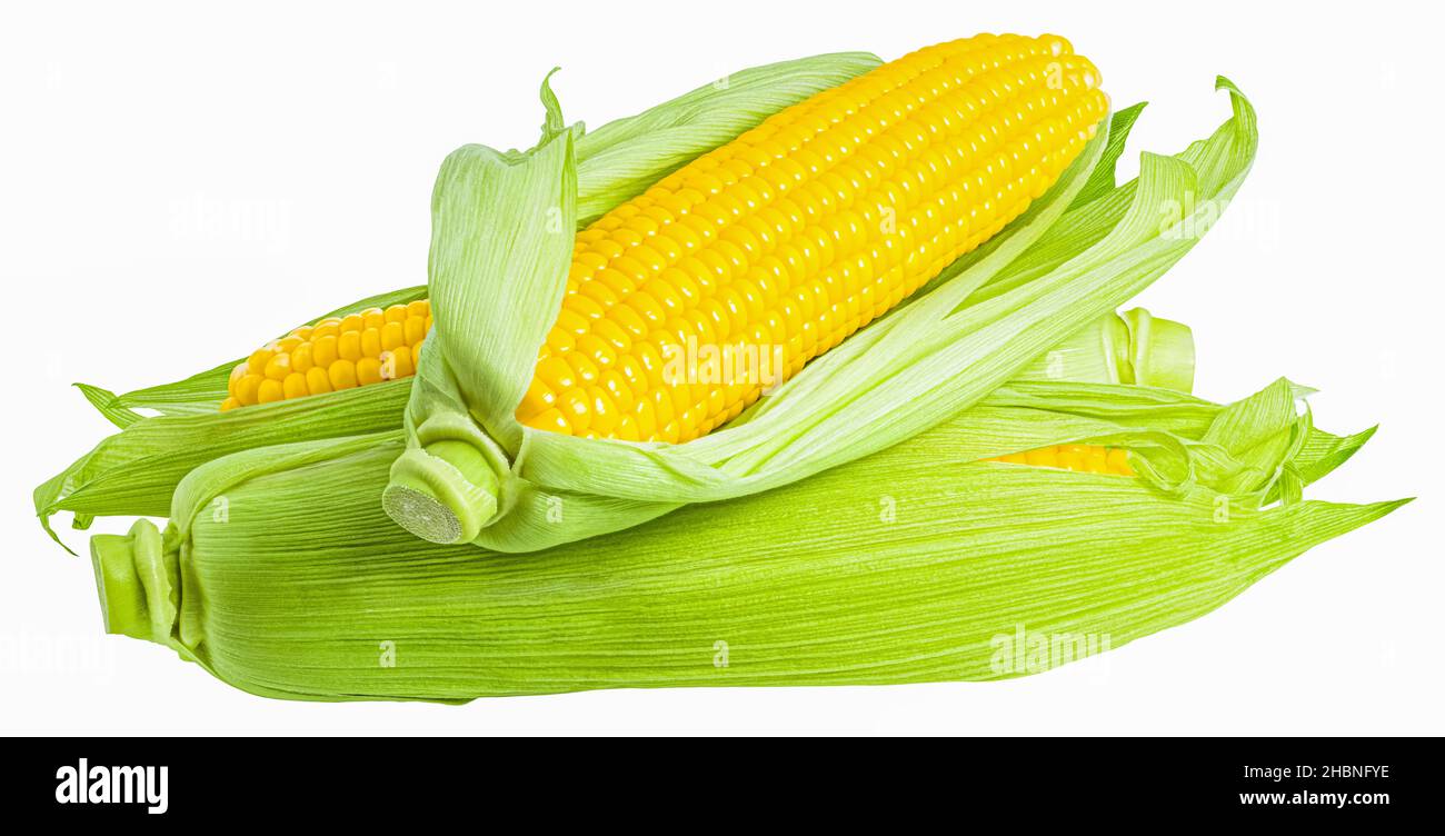 ear of corn isolated on white background Stock Photo - Alamy