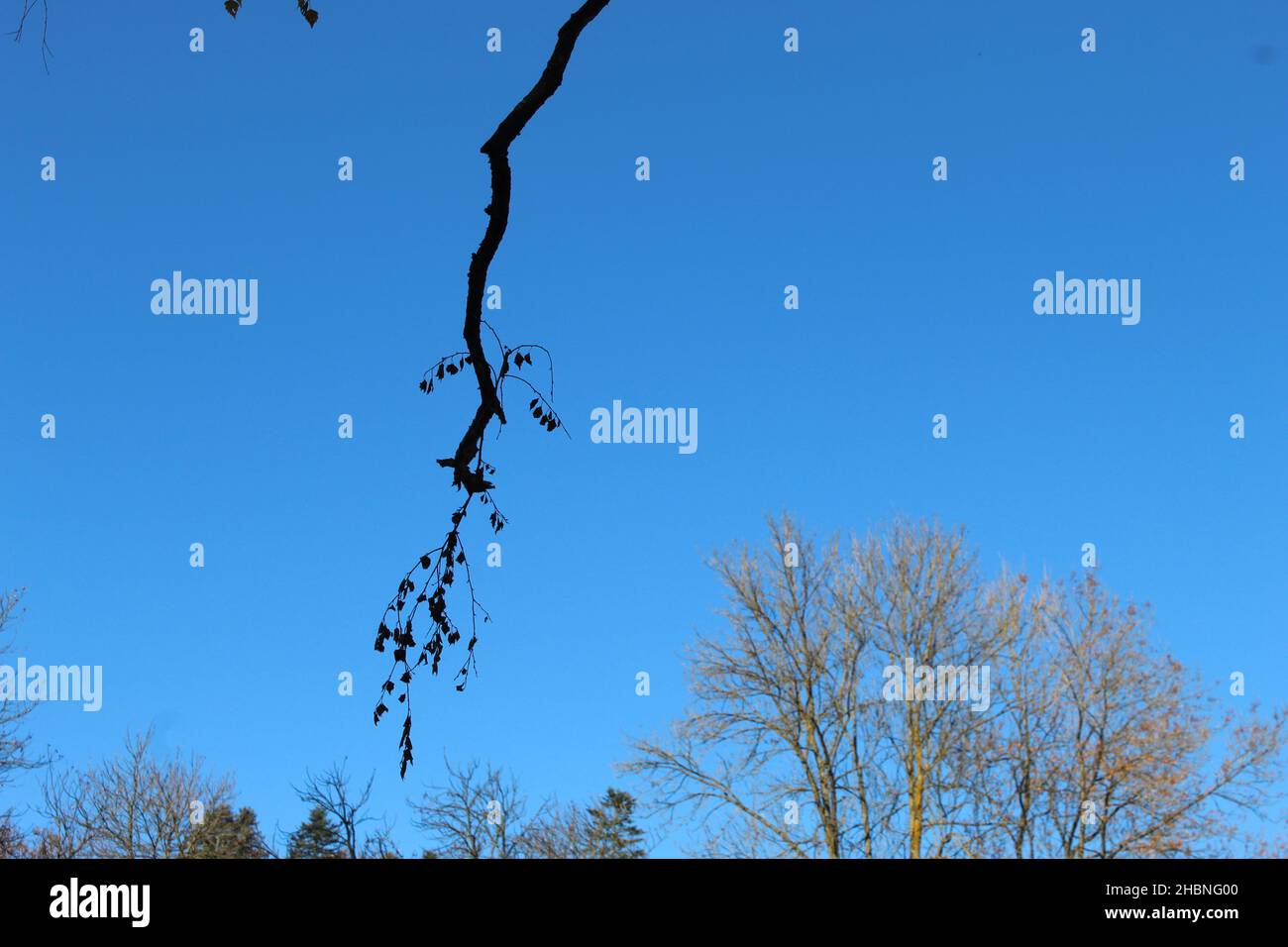 Background photo with a close-up of a tree branch Stock Photo - Alamy