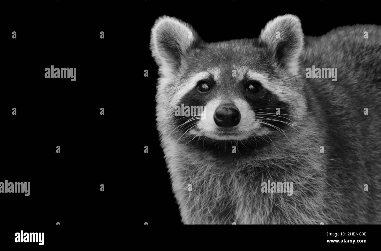 North american racoon Black and White Stock Photos & Images - Alamy