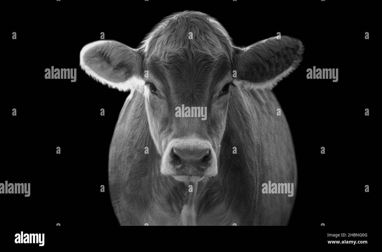 Calf snout hi-res stock photography and images - Alamy