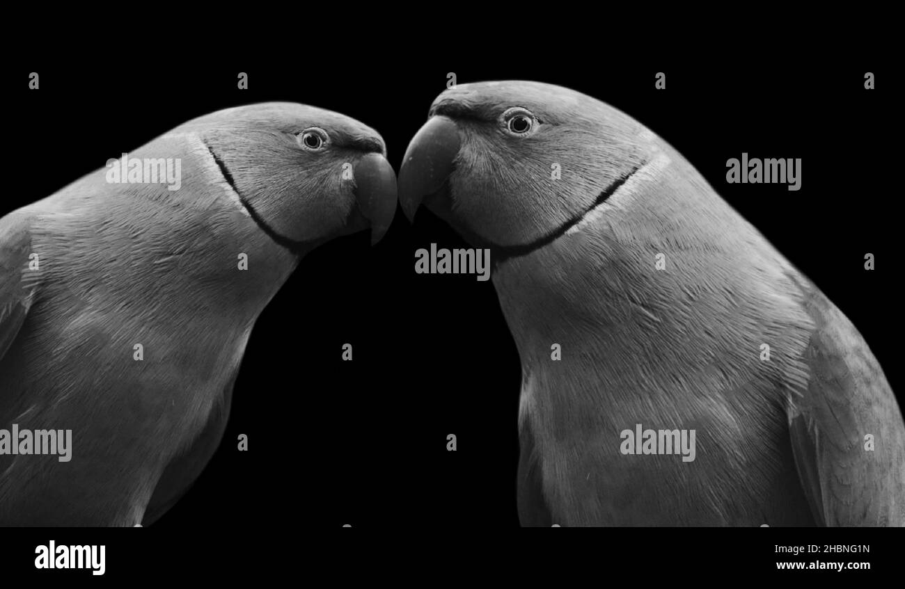 Parrots kissing Black and White Stock Photos & Images - Alamy