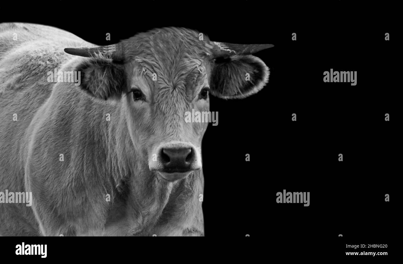 Happy cow hi-res stock photography and images - Alamy