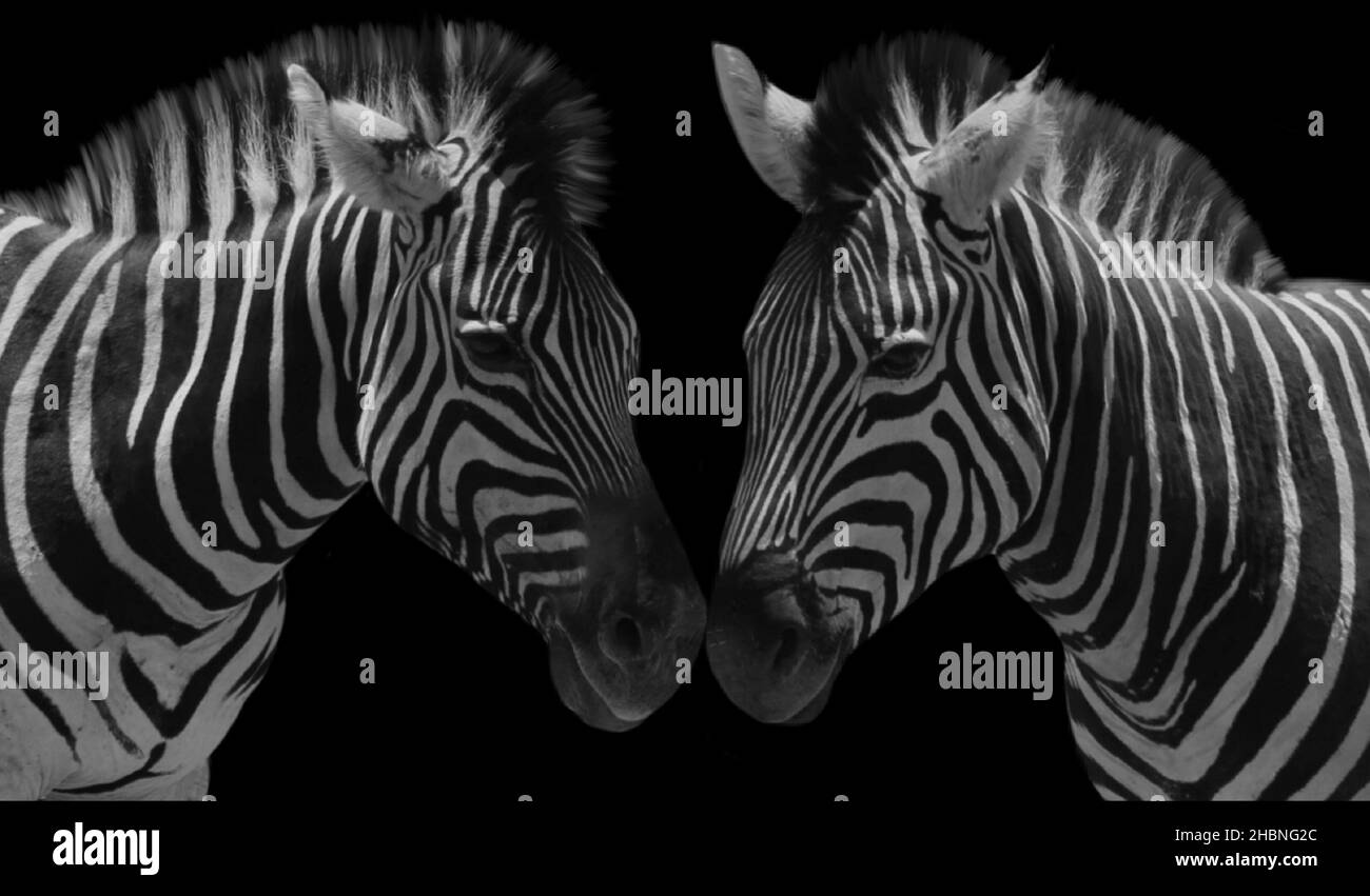 Zebra face eye up close hi-res stock photography and images - Alamy