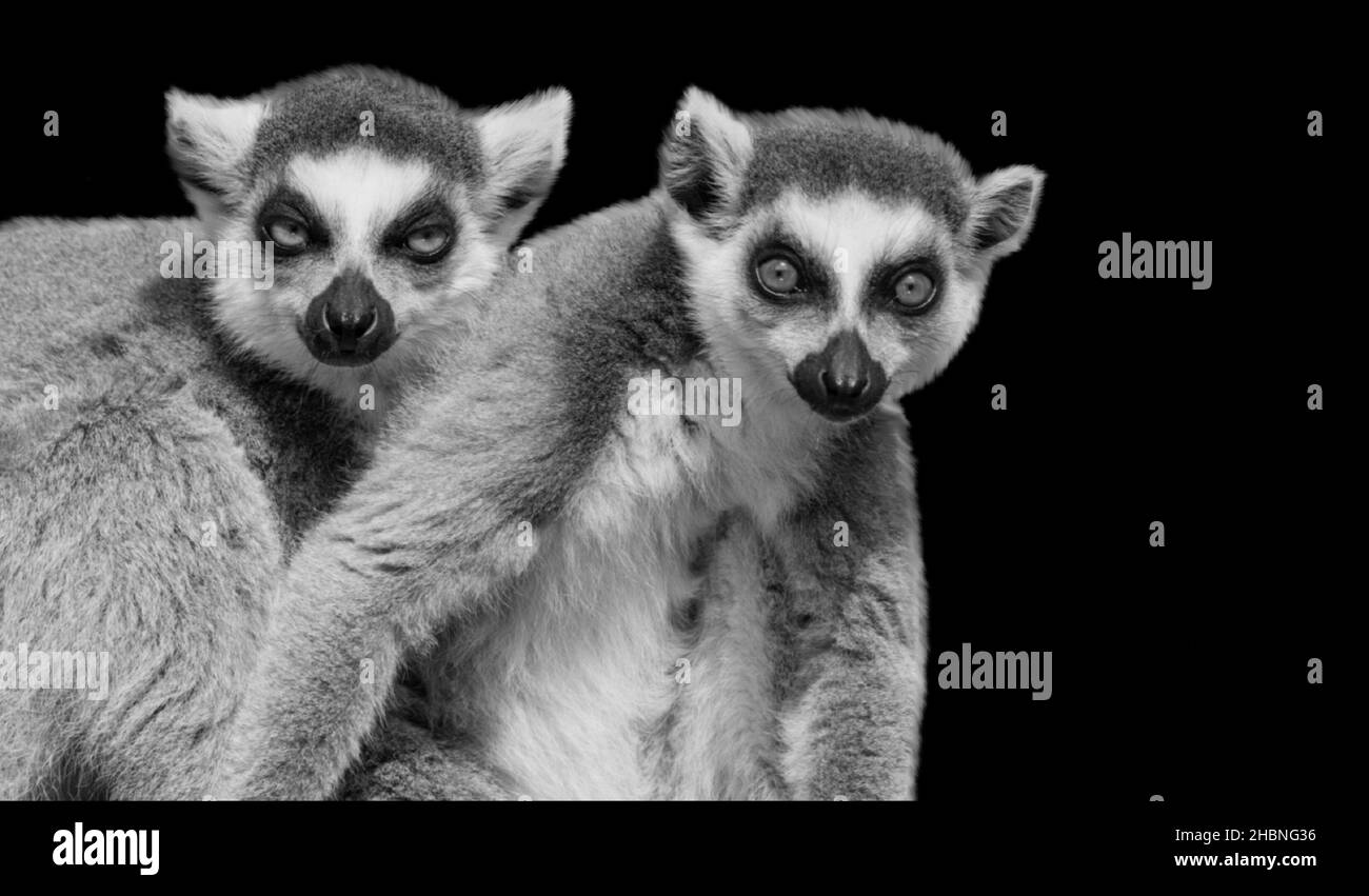 Lemurs on the tree Black and White Stock Photos & Images - Alamy