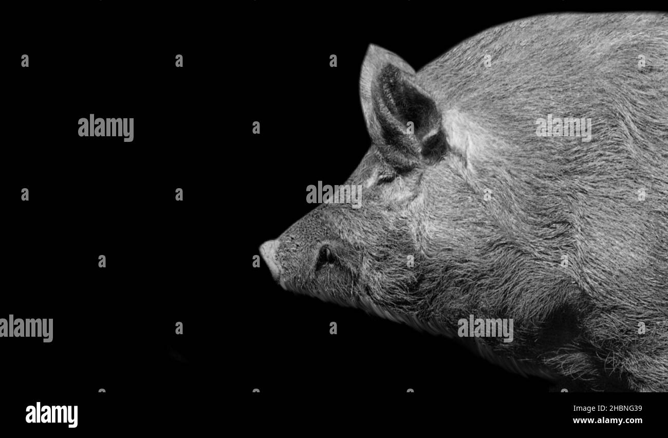 Big Pig Closeup Face In The Dark Background Stock Photo - Alamy