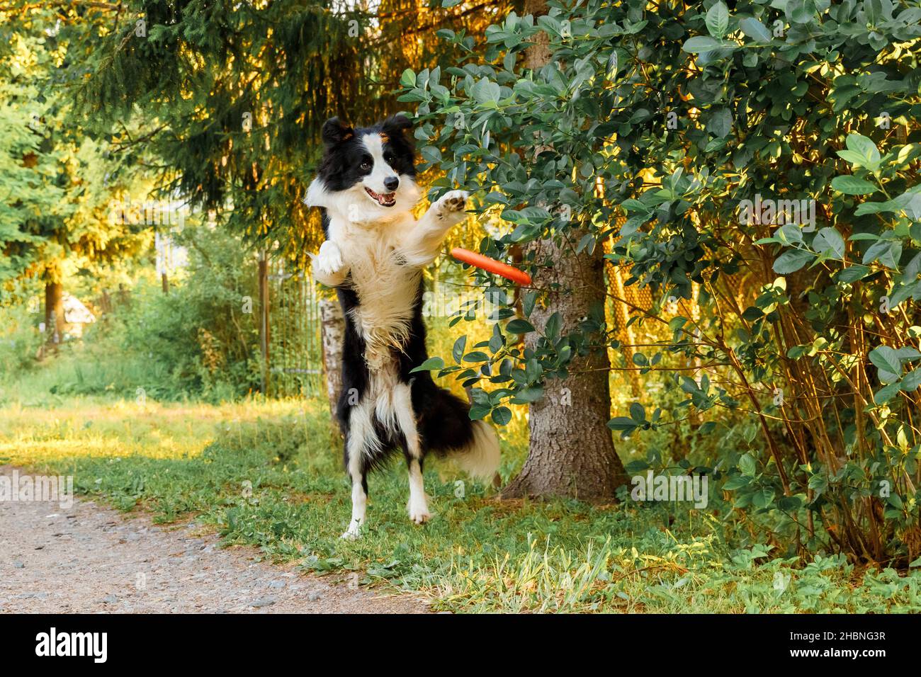 Outdoor portrait of cute funny puppy dog border collie catching toy in ...