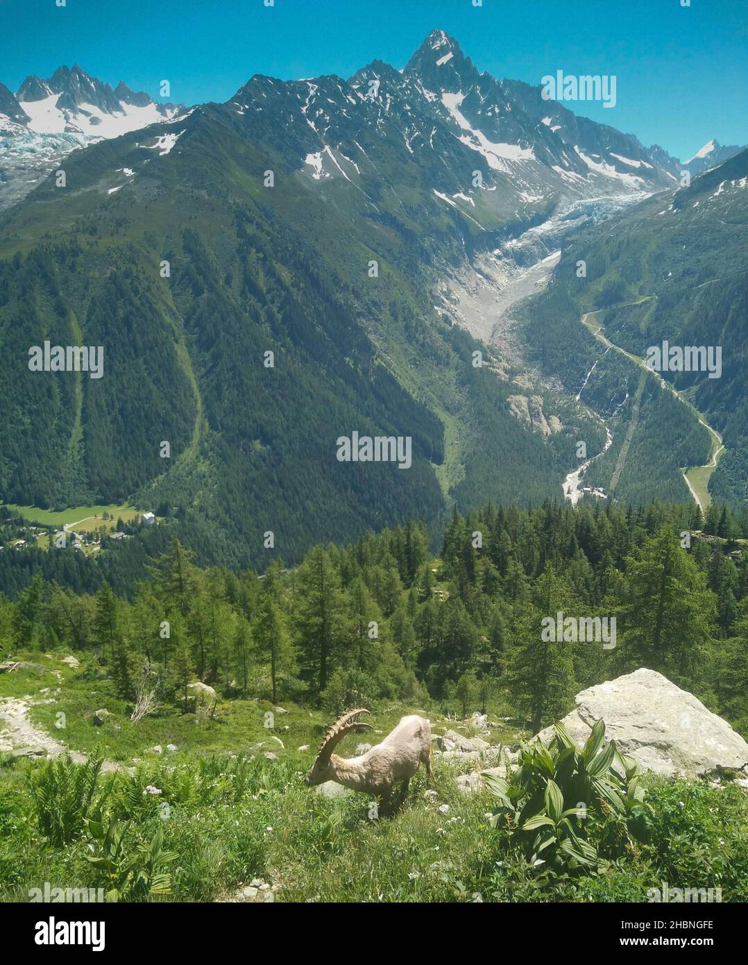 An Alpine Ibex grazing just in the French Alps outside Chamonix, France ...