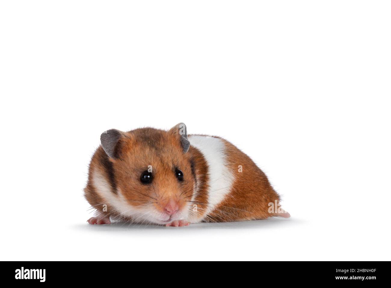 Gold hamster hi-res stock photography and images - Alamy