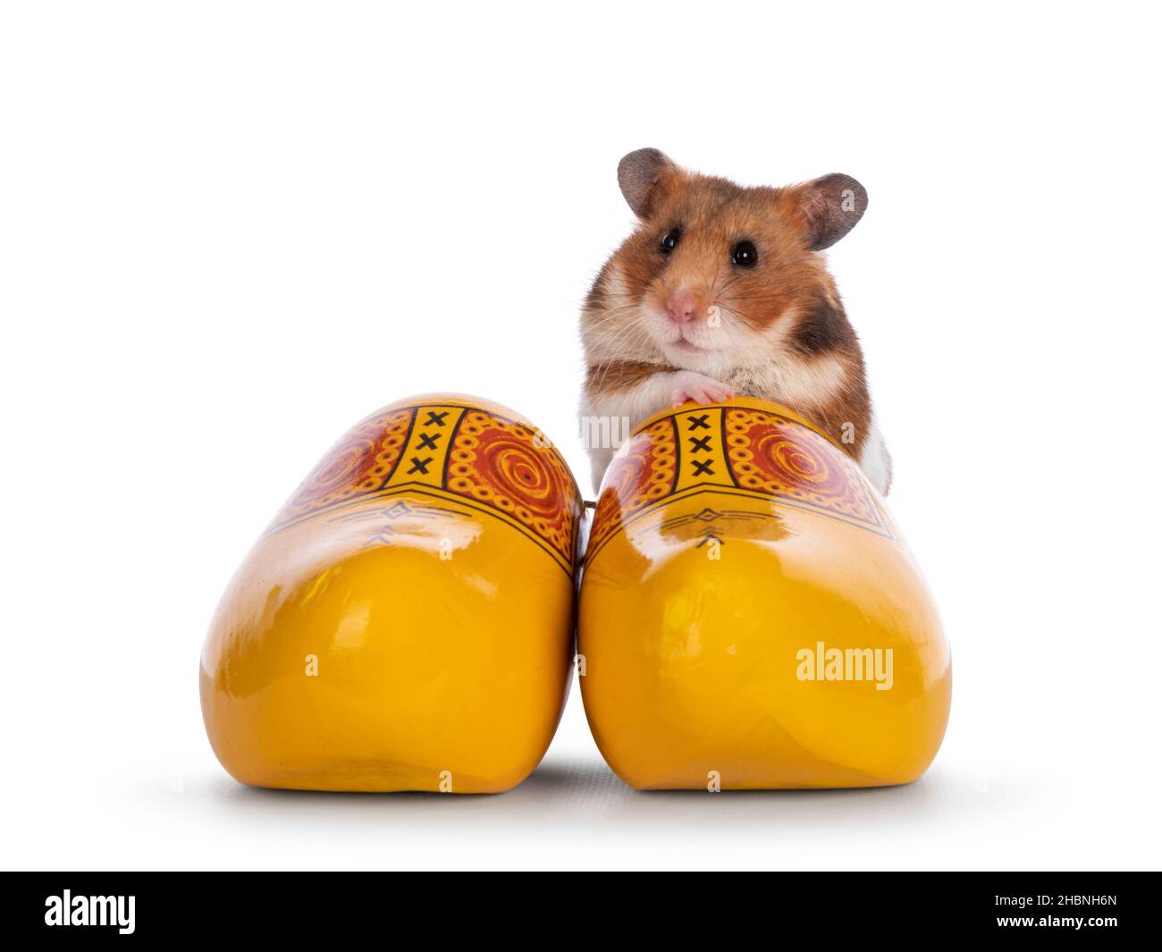 Cute Syrian or golden hamster, sitting in pair of authetic Dutch wooden ...