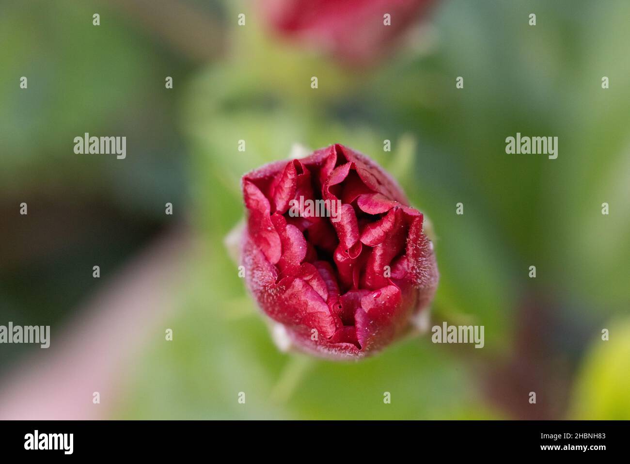 A closeup of a red flower bud in a garden Stock Photo - Alamy