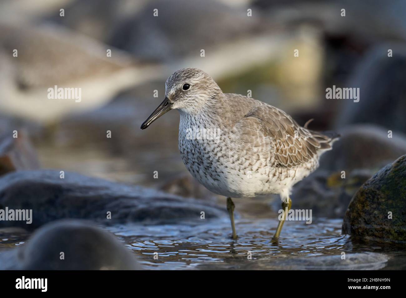 Red knot (Calidris canutus) in its natural environment Stock Photo - Alamy