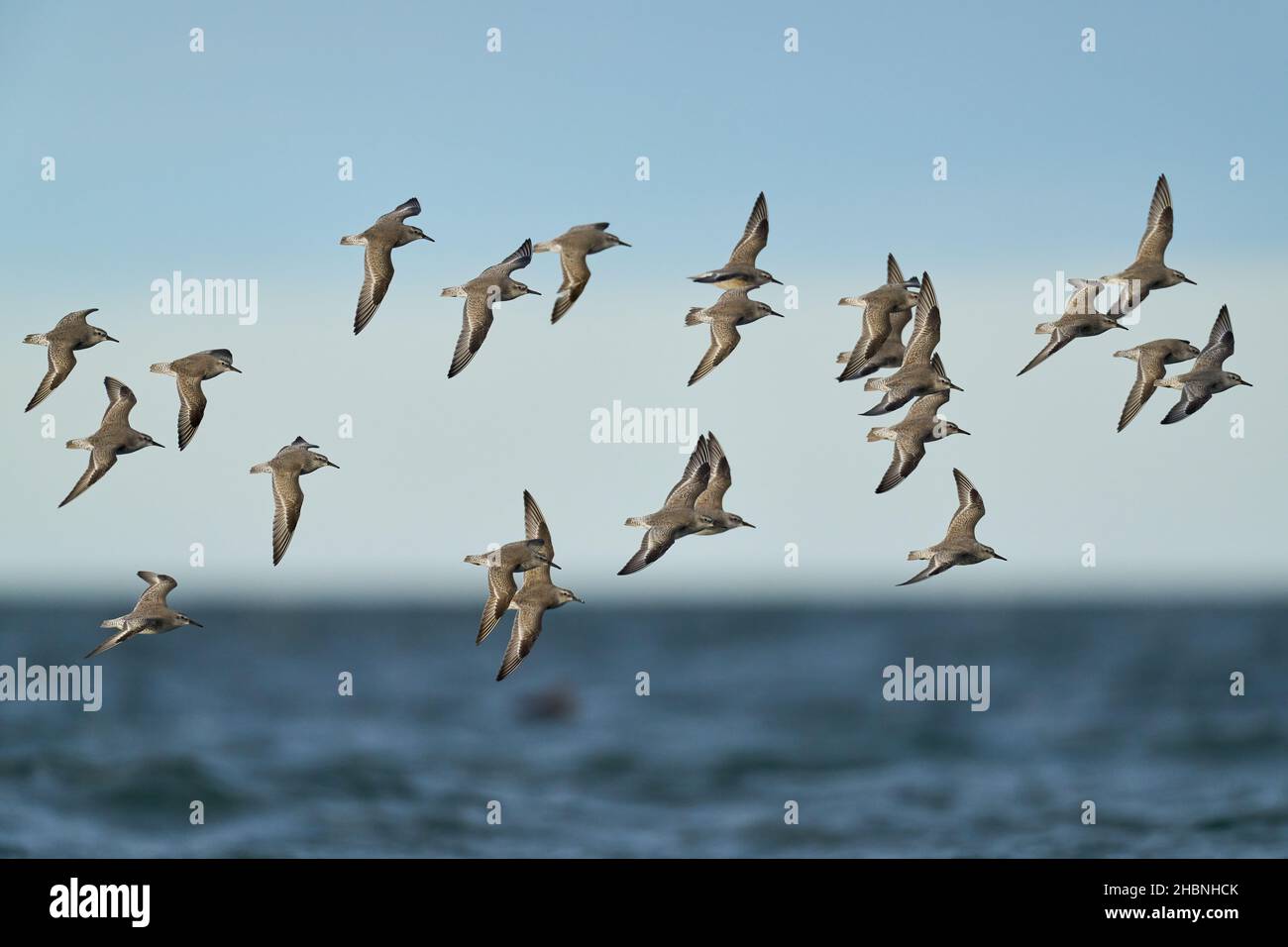 Red knot (Calidris canutus) in its natural environment Stock Photo - Alamy