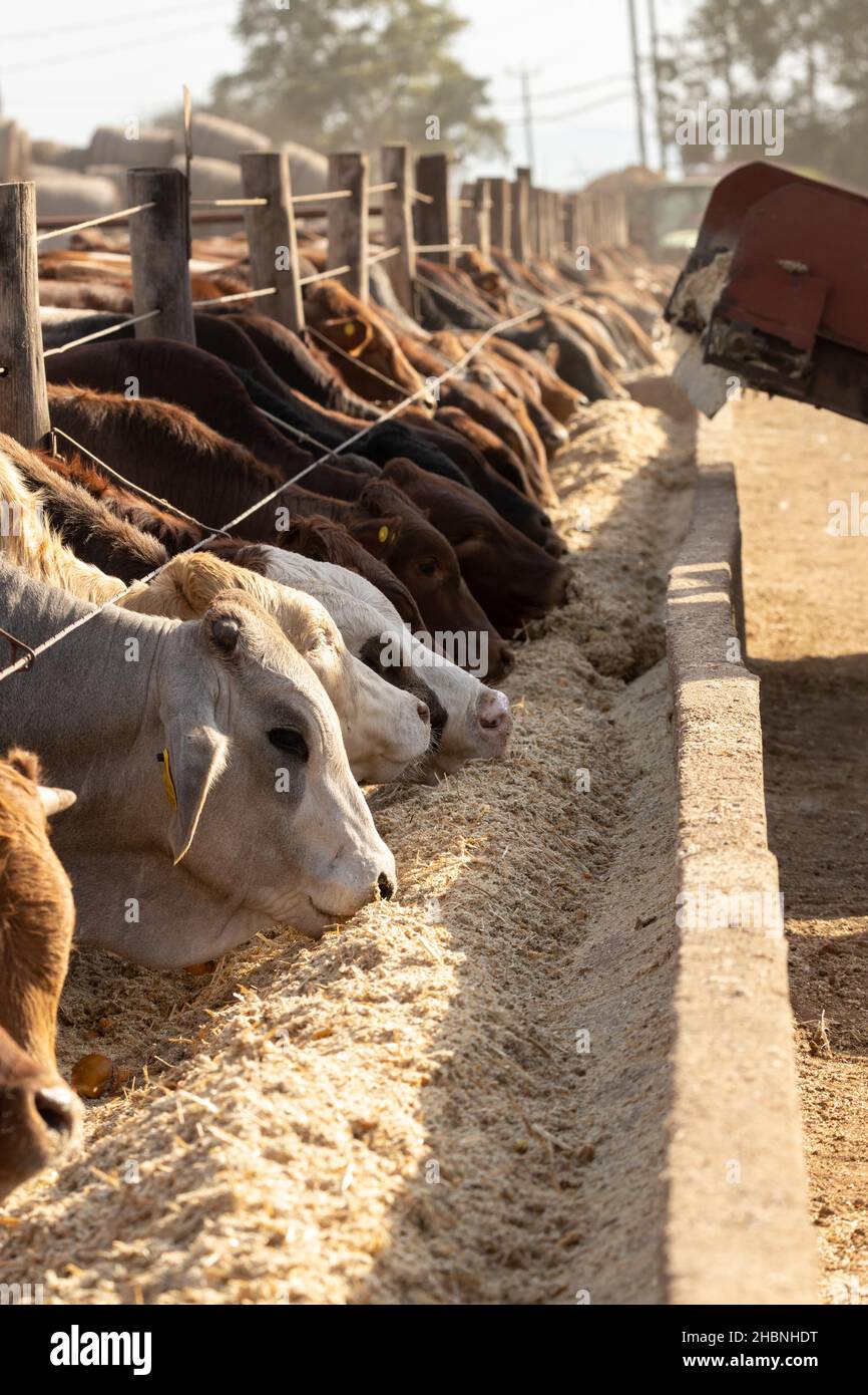 Cows in a feedlot or feed yard in South Africa Stock Photo - Alamy