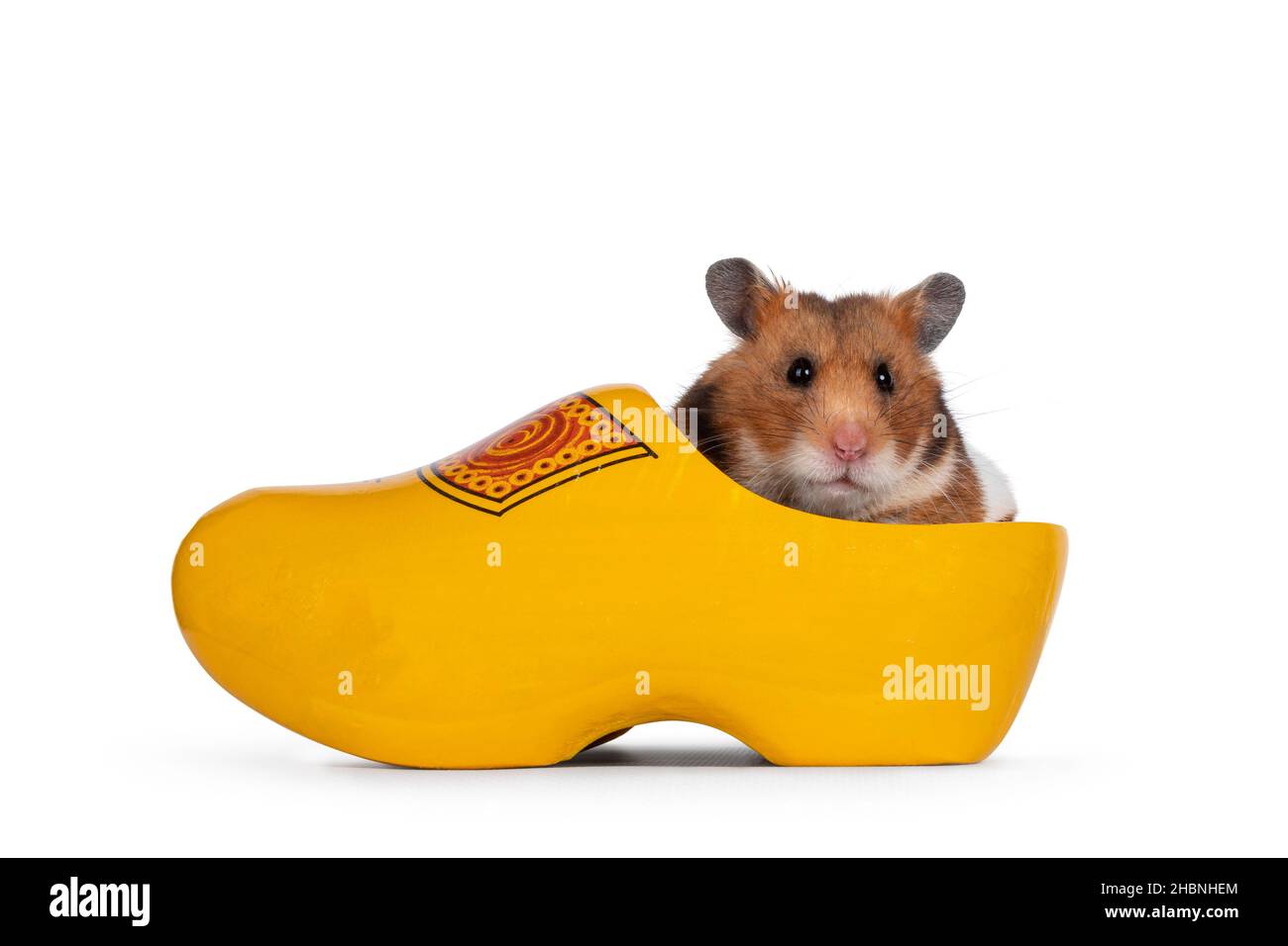 Cute Syrian Golden Hamster Cute Syrian Golden Hamster