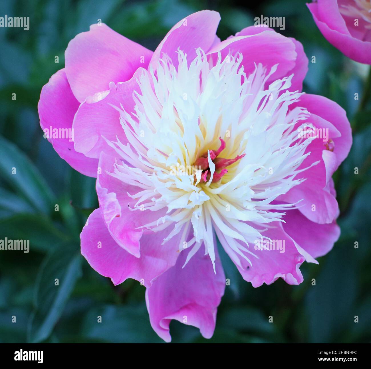 Peony pin hi-res stock photography and images - Alamy