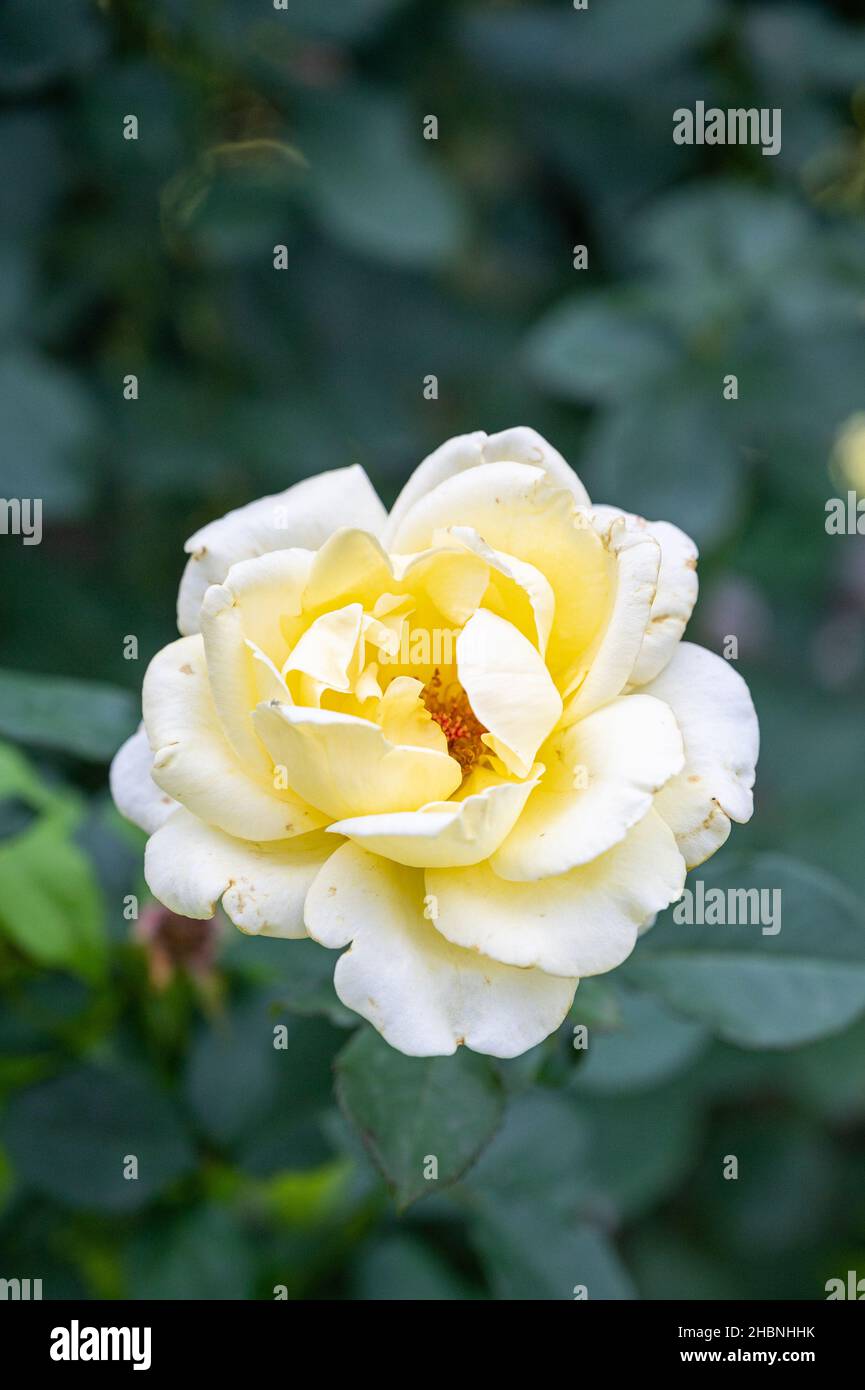 A vertical closeup shot of a beautiful yellow garden rose Stock Photo ...
