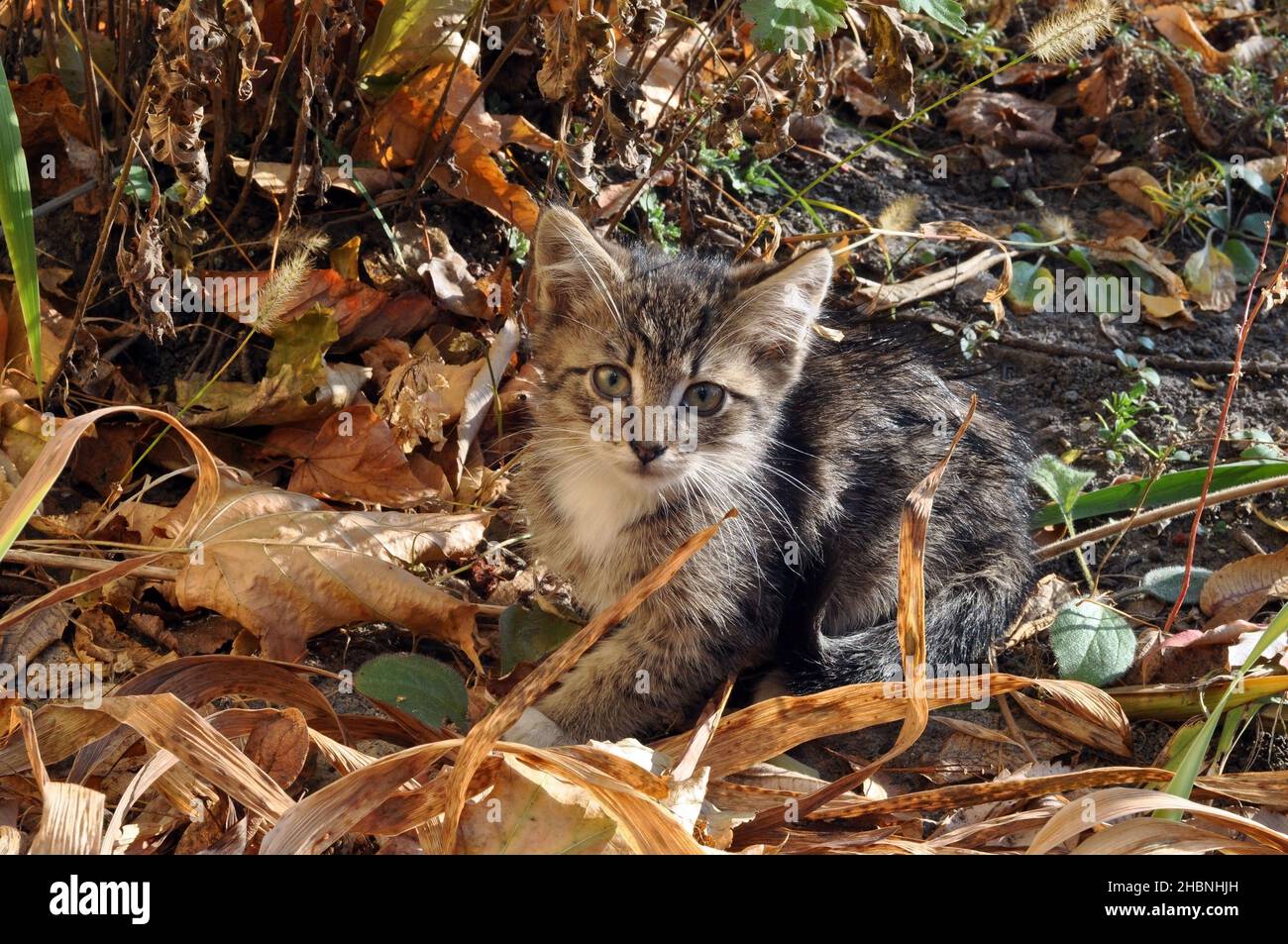 Cute homeless hungry young cat on a background of autumn grass Stock ...