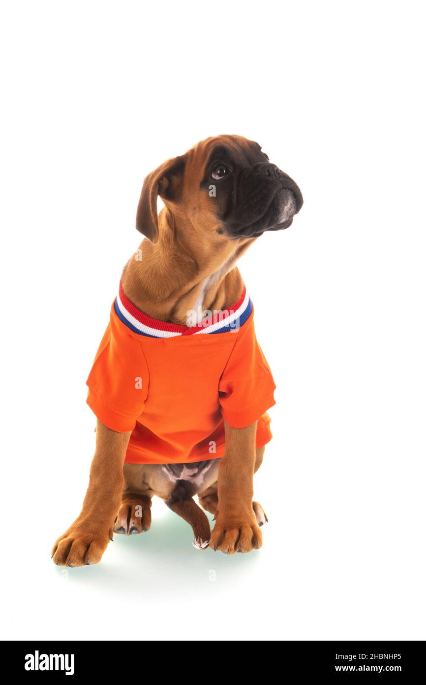 Young boxer puppy in orange as Dutch soccer supporter on white ...