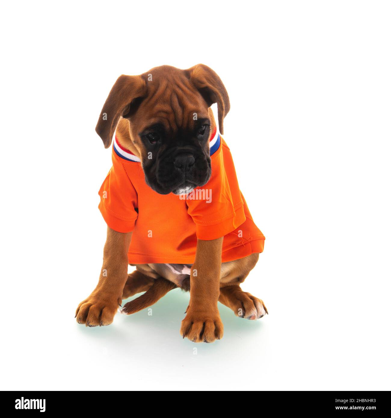 Young boxer puppy in orange as Dutch soccer supporter on white ...