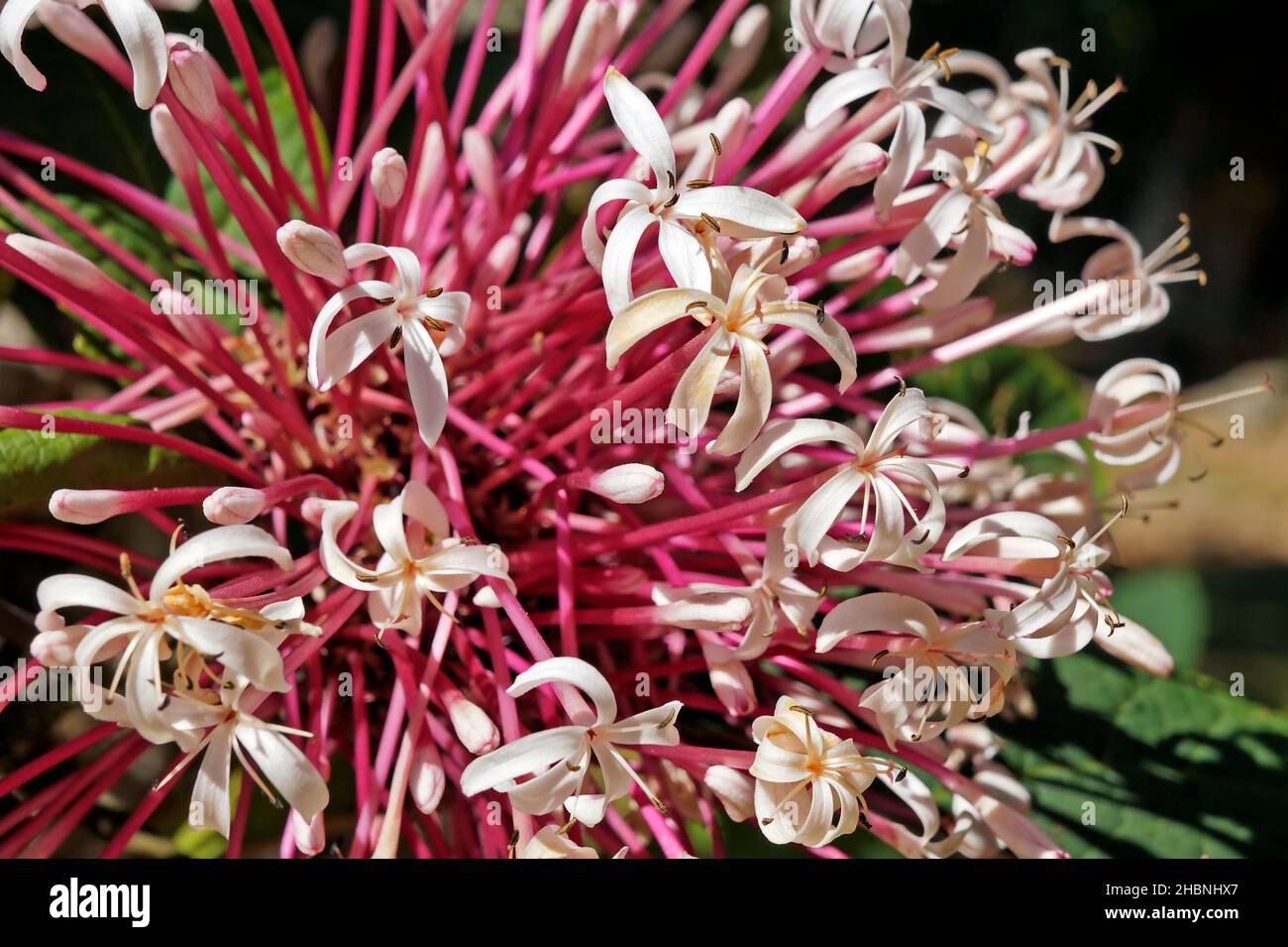 Bronze-leaved clerodendrum flowers (Clerodendrum quadriloculare), Rio ...