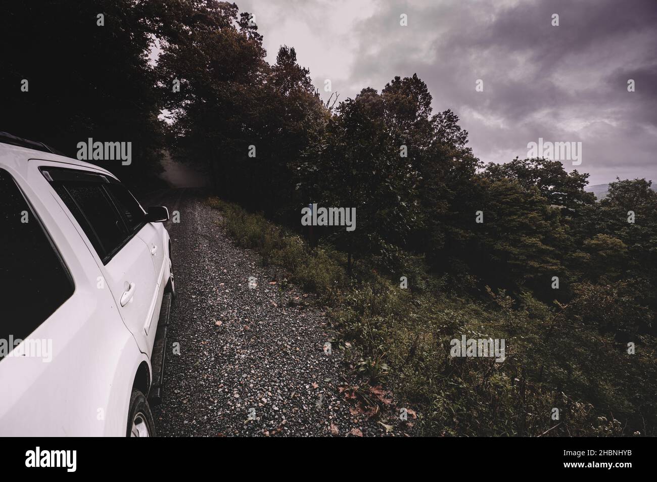 A closeup of a dark forest in a gloomy weather Stock Photo - Alamy