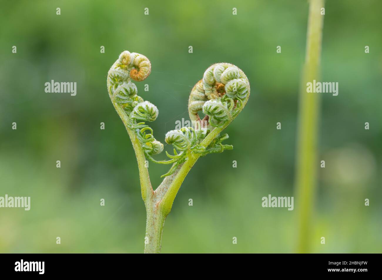 Close up of young shoots on a common bracken (pteridium aquilinum ...