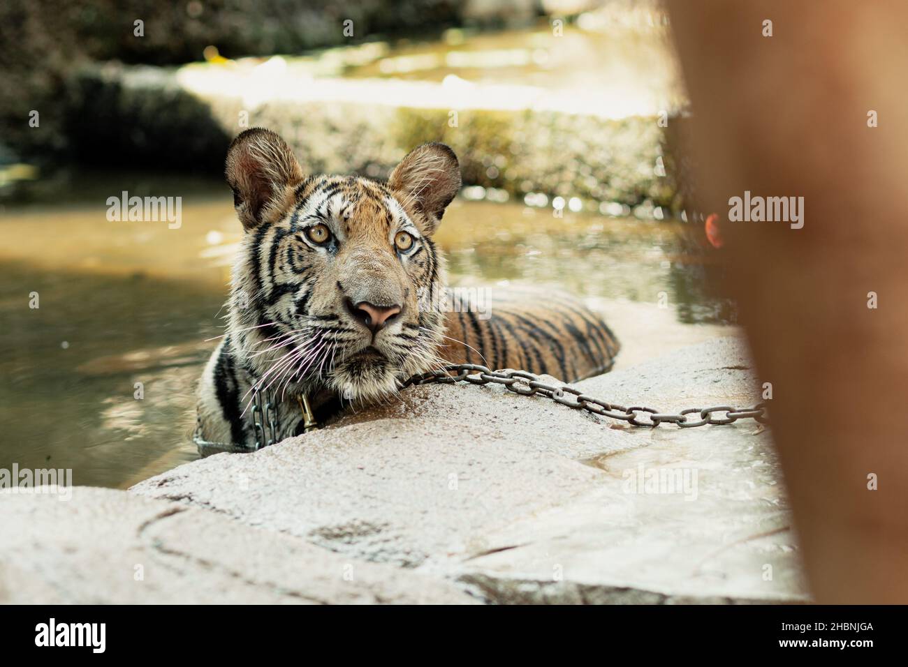Close-up of a tiger on chain who is having bath in Tiger Canyon in ...