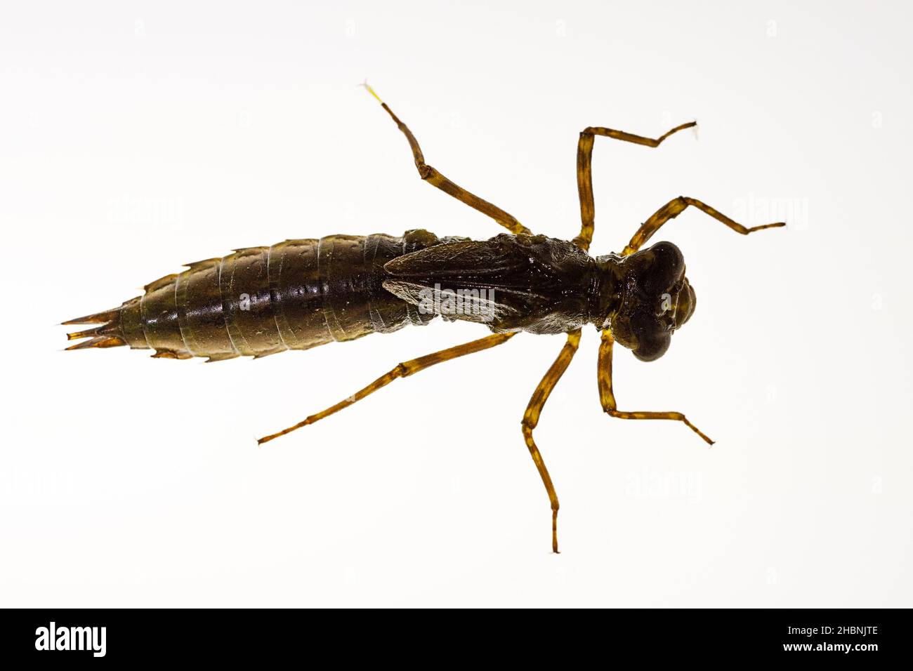 Anisoptera, or dragonflies, are one of the two classical infraorders of ...