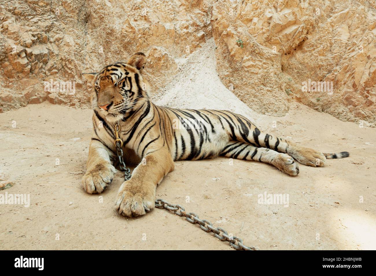 Tiger selfies hi-res stock photography and images - Alamy