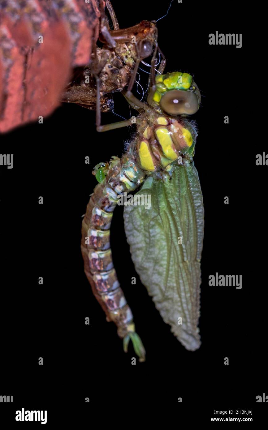 Anisoptera, or dragonflies, are one of the two classical infraorders of ...