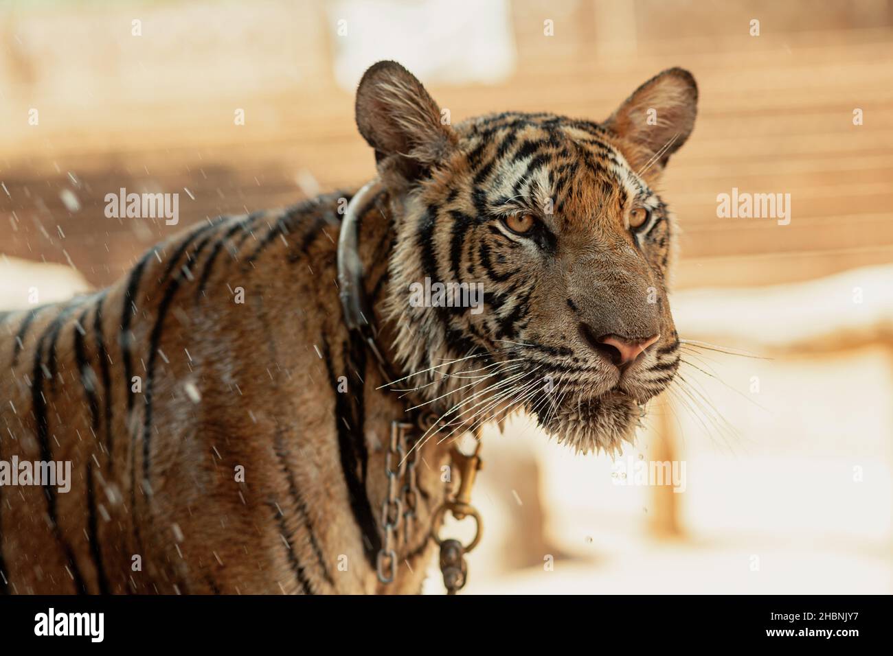 Close-up of a tiger with sad look in Kanchanaburi, Thailand Stock Photo ...