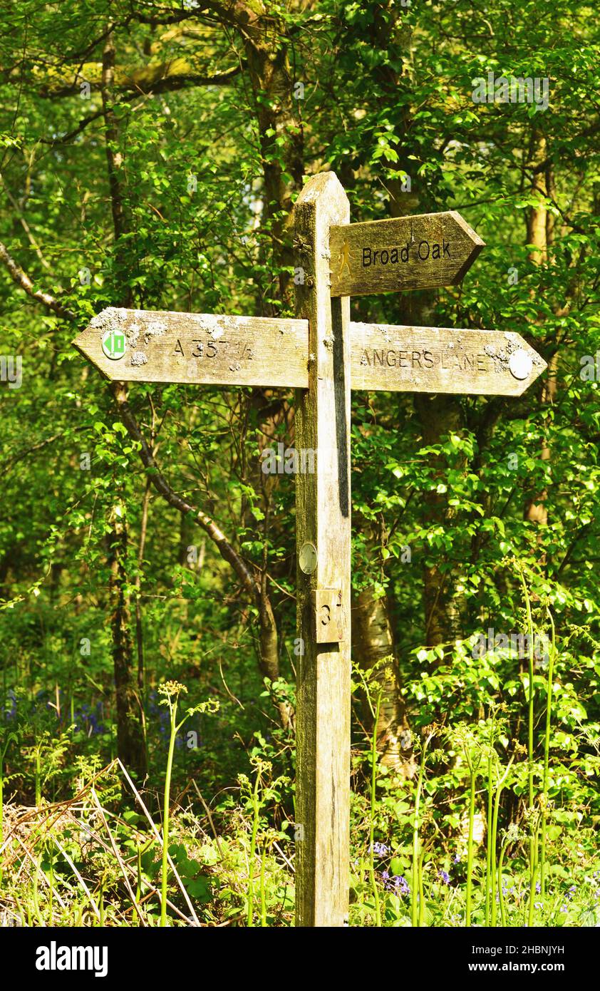 Wooden signpost on footpath in woods near Sturminster Newton, Dorset ...