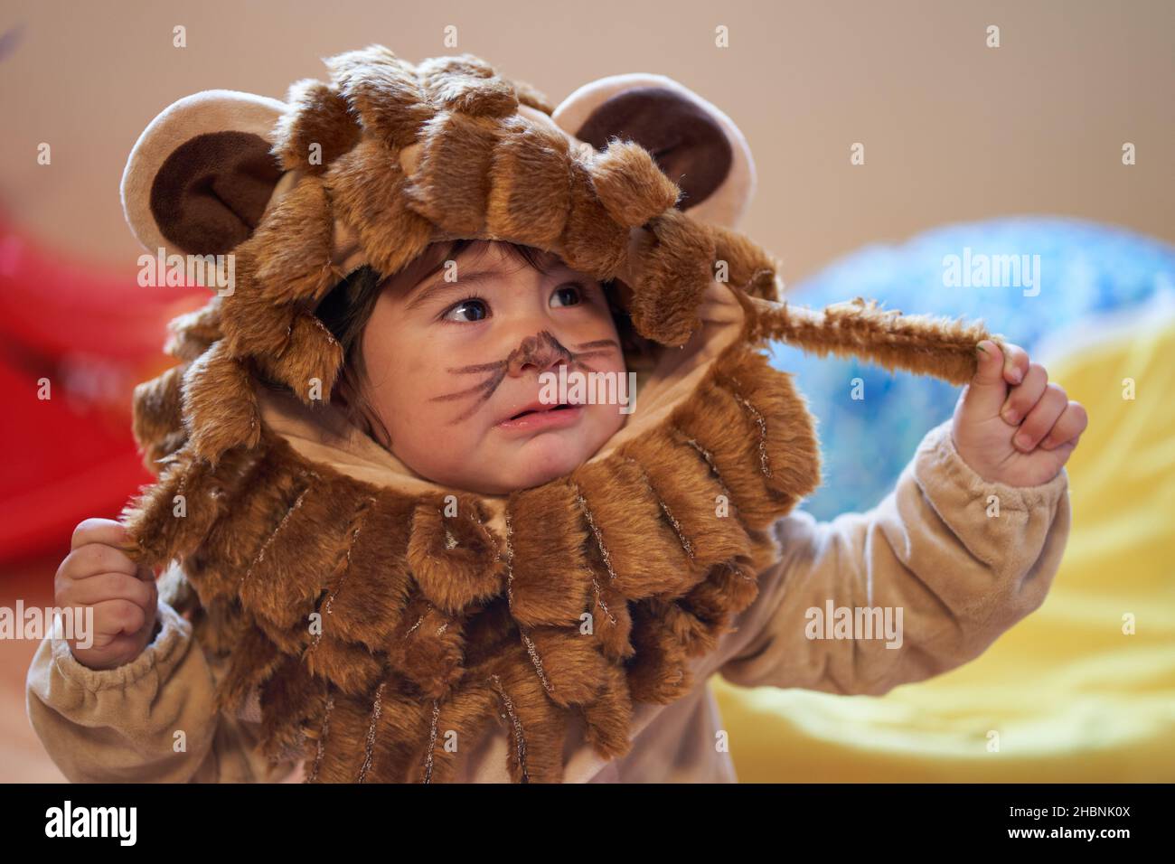 Lion skin hi-res stock photography and images - Alamy