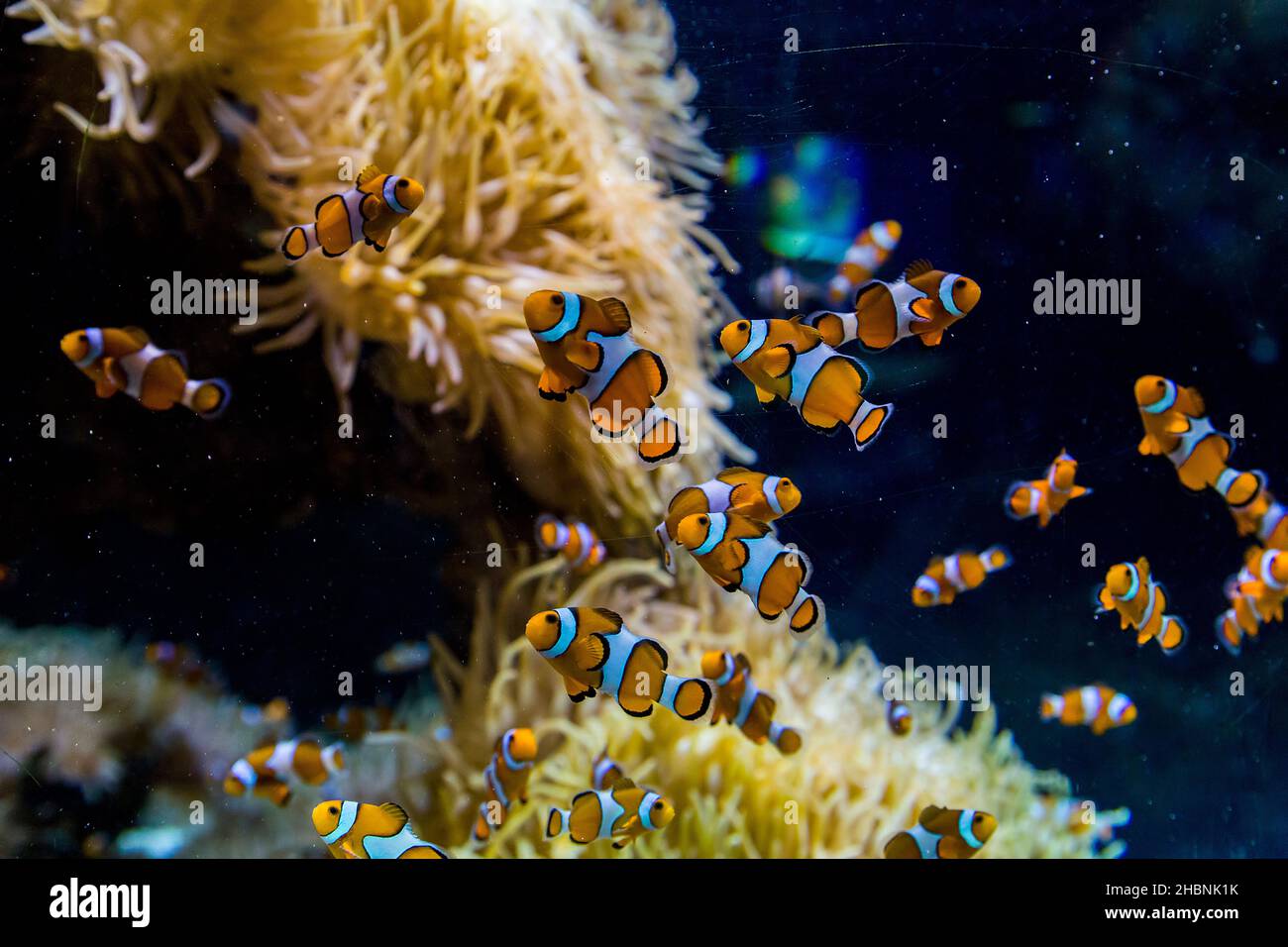 There're a clown fishes in aquarium in Monaco' Museum of Oceanography ...