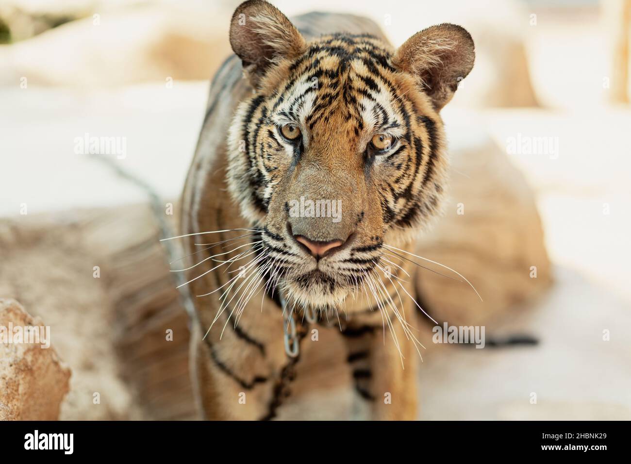 Sad looking tiger hi-res stock photography and images - Alamy