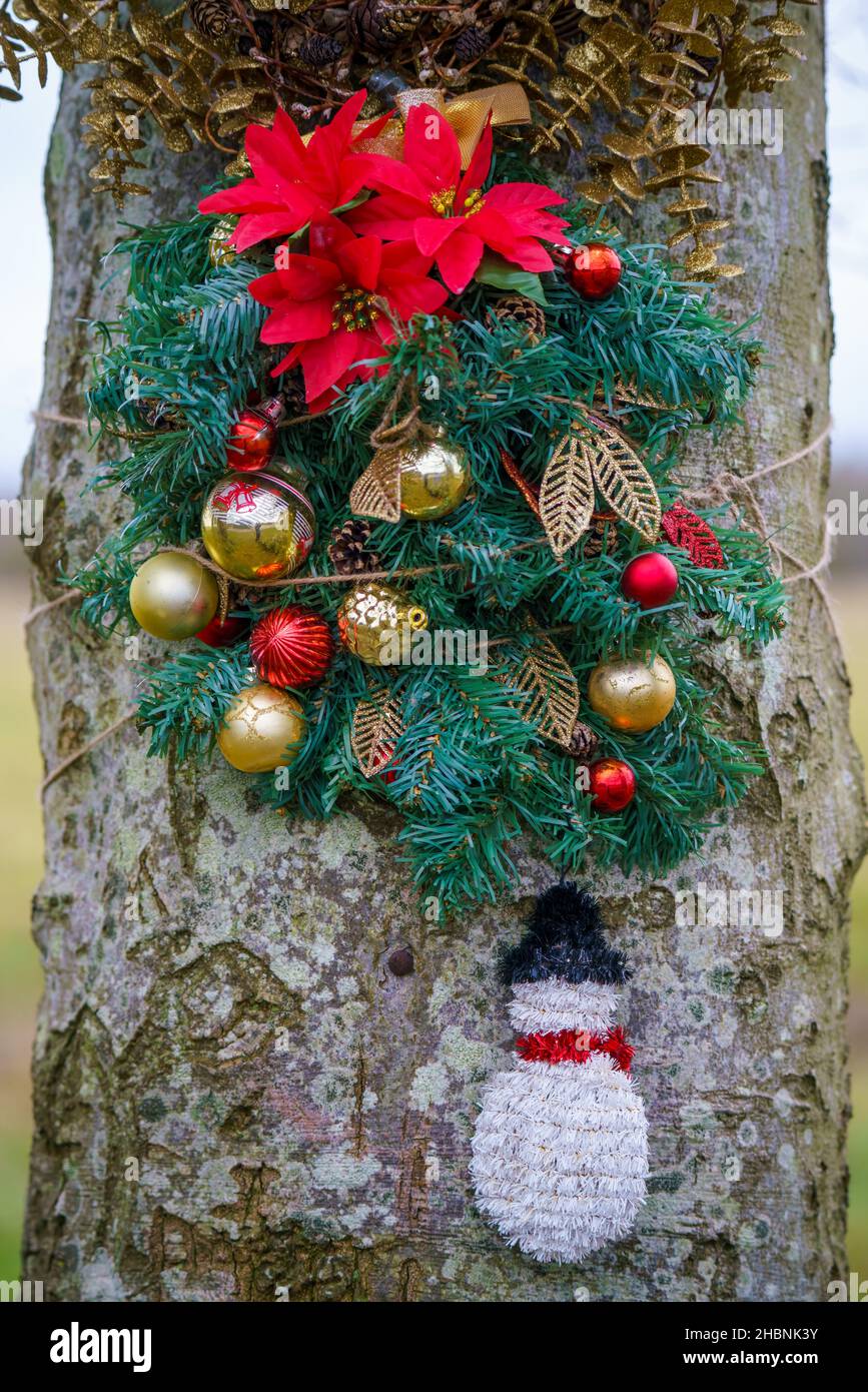 Old holly tree uk wood hi-res stock photography and images - Alamy