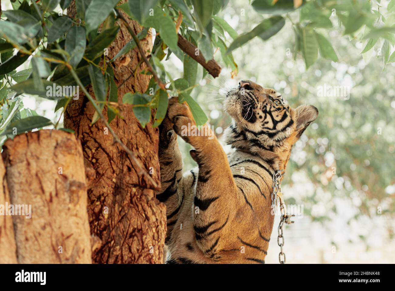 How to climb a tree hi-res stock photography and images - Alamy