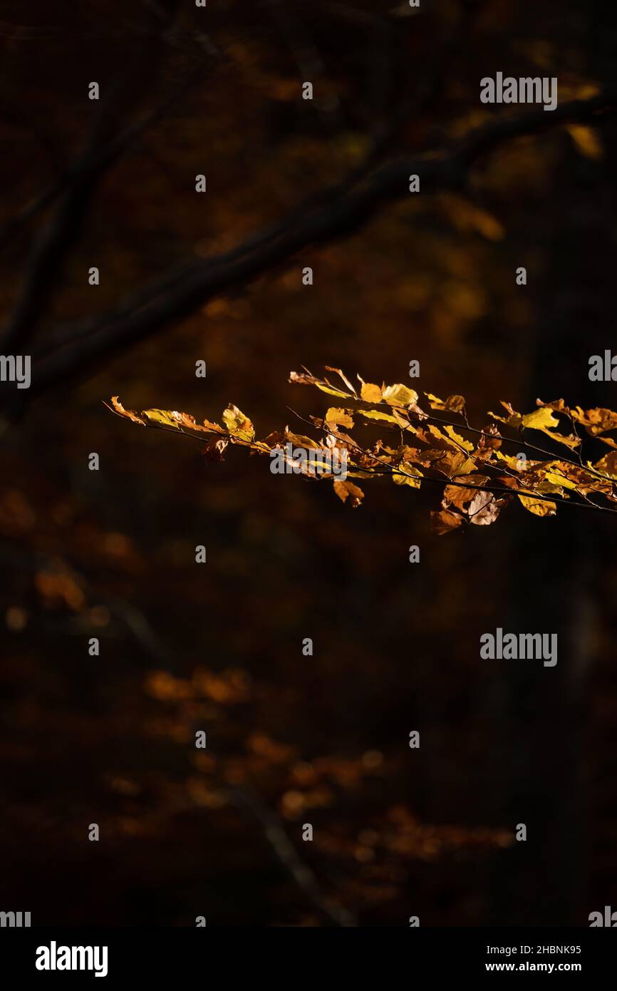 A vertical shot of autumn leaves on the tree branches Stock Photo - Alamy