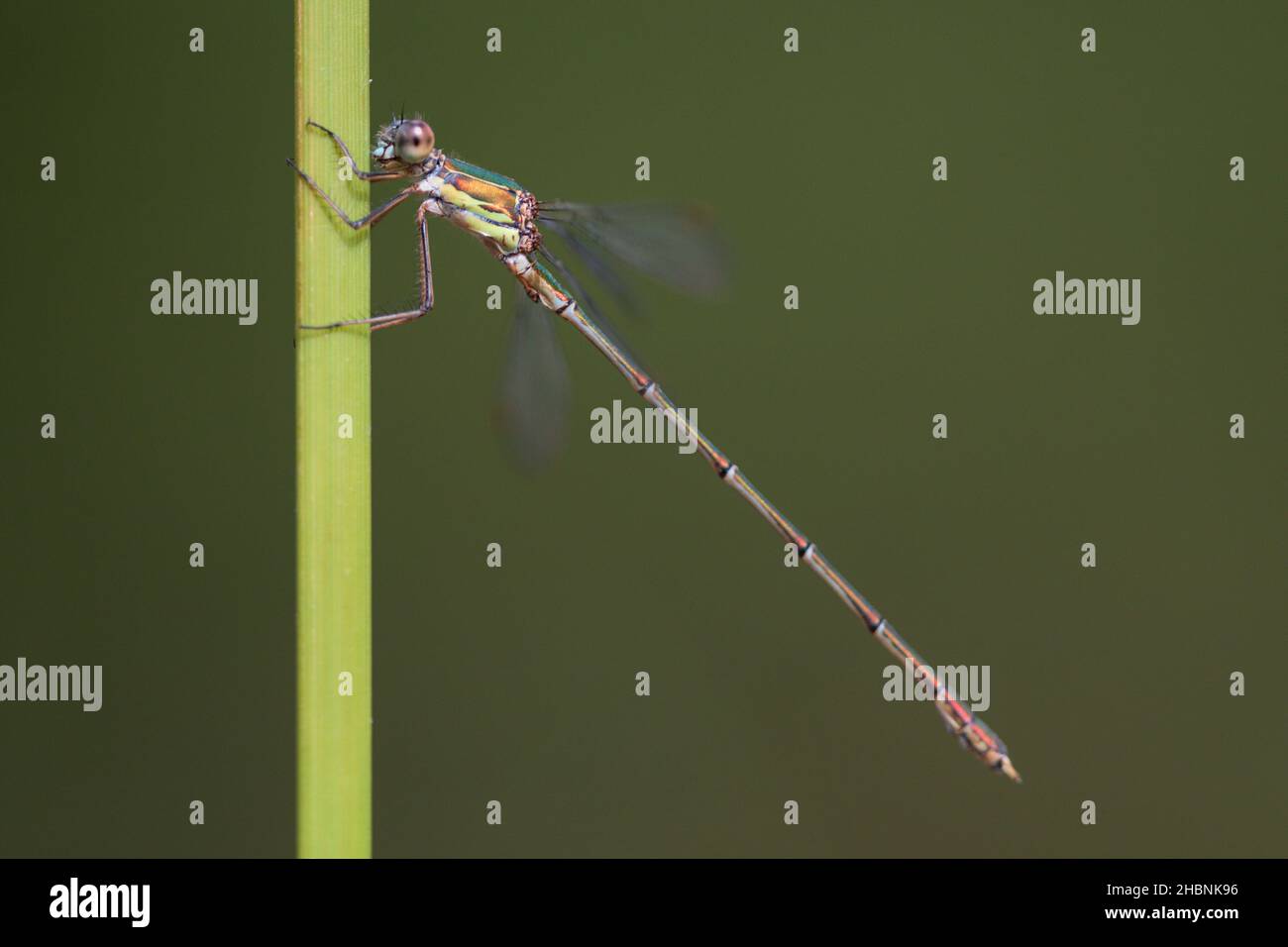 Anisoptera, or dragonflies, are one of the two classical infraorders of ...