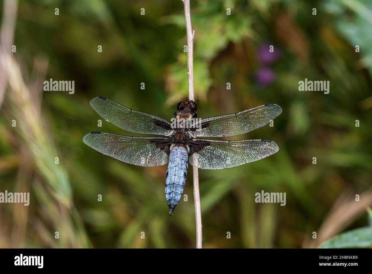 Anisoptera, or dragonflies, are one of the two classical infraorders of ...