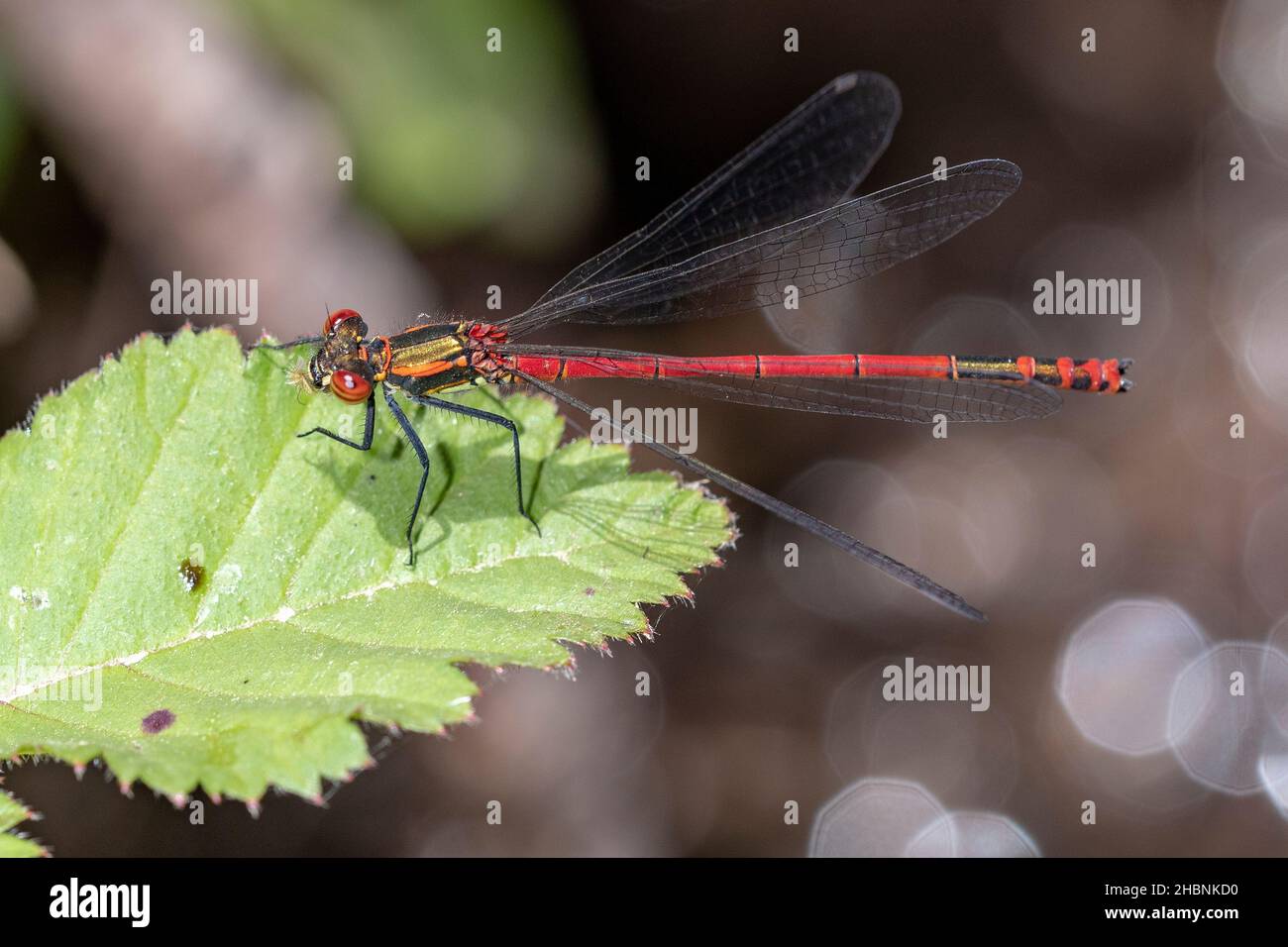 Anisoptera, or dragonflies, are one of the two classical infraorders of ...