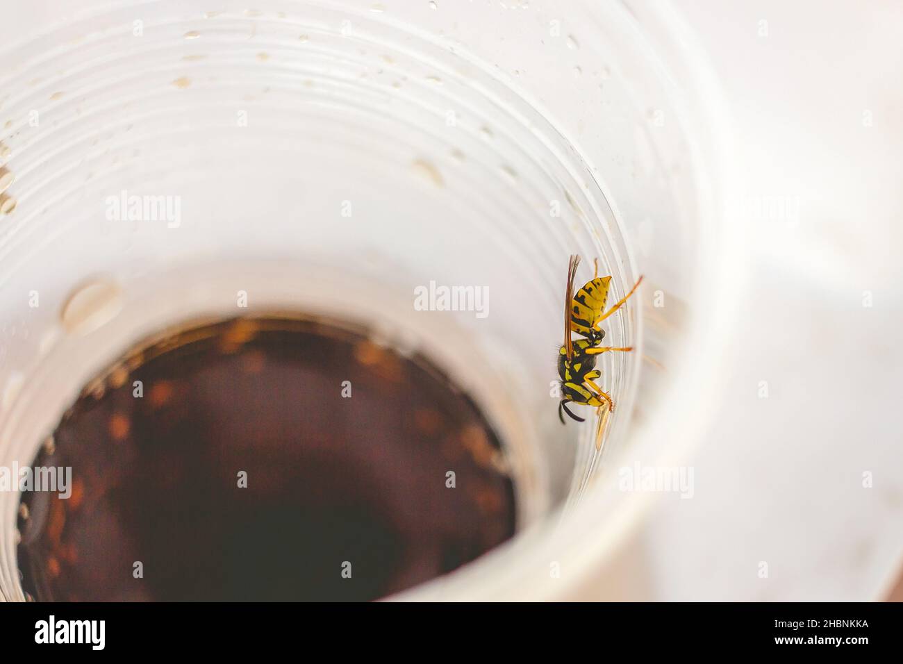 A wasp in a plastic cup Stock Photo - Alamy