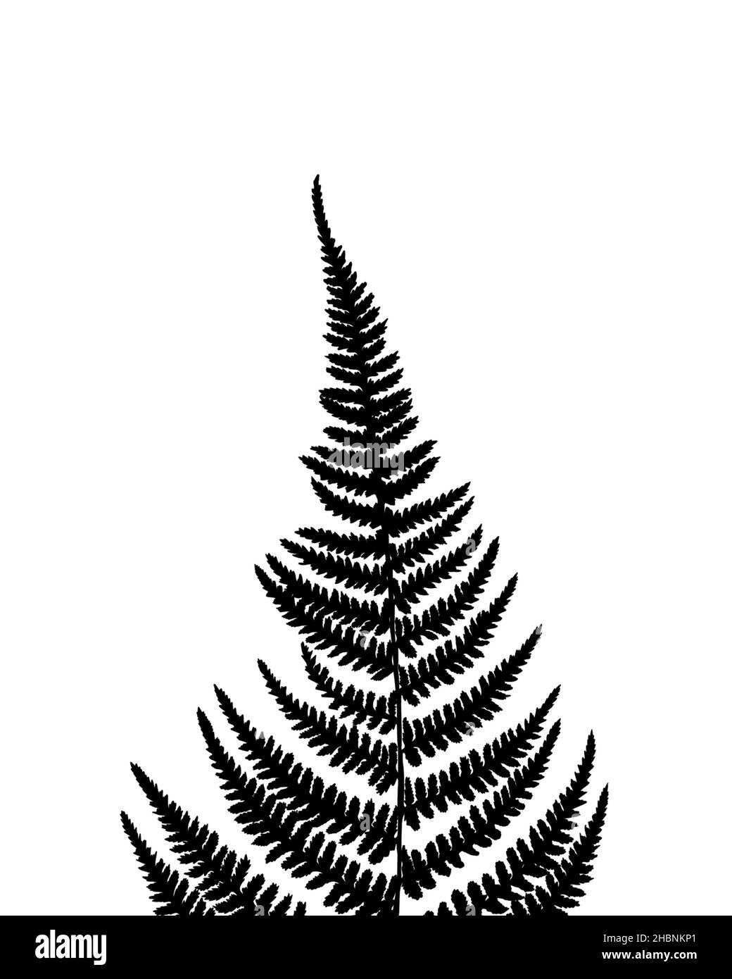 fern leaf silhouette on white background.Palm, monstera, banana leaf ...